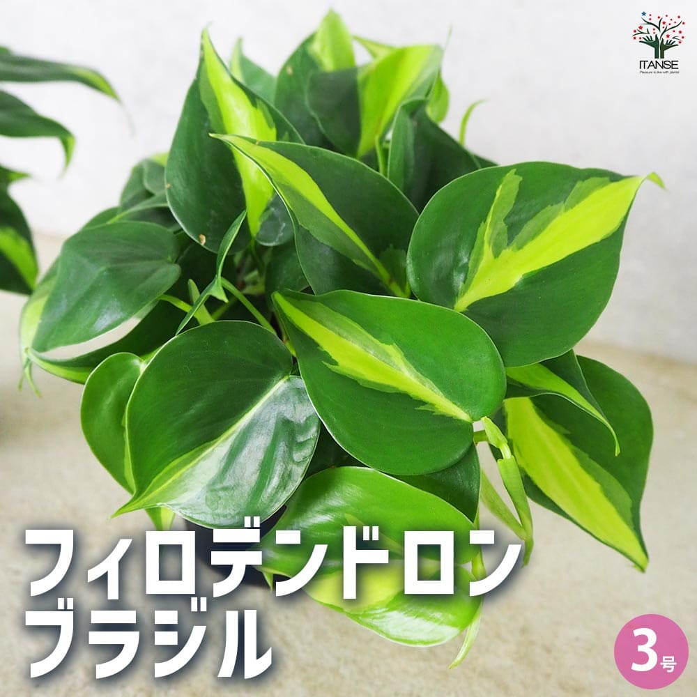フィロデンドロン ブラジル 【観葉植物 3号】｜ 【植物のITANSE】全品送料無料・即出荷!
