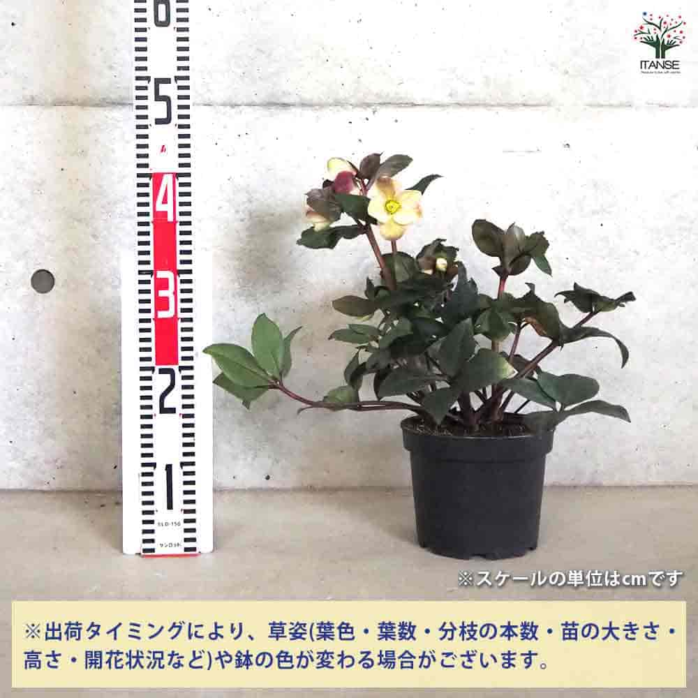 クリスマスローズ HGCピンクフロスト 【花苗 6号鉢／1個売り】｜ 【植物のITANSE】全品送料無料・即出荷!