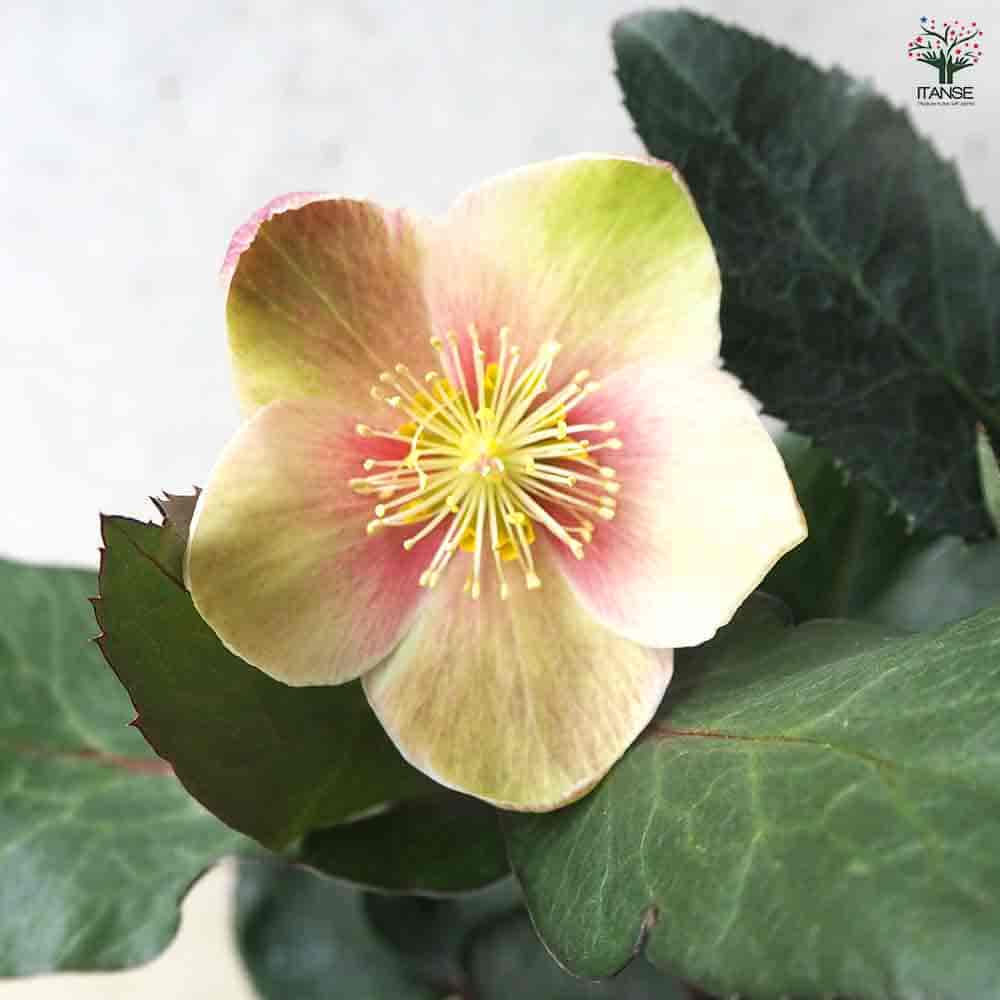 クリスマスローズ HGCピンクフロスト 【花苗 6号鉢／1個売り】｜ 【植物のITANSE】全品送料無料・即出荷!