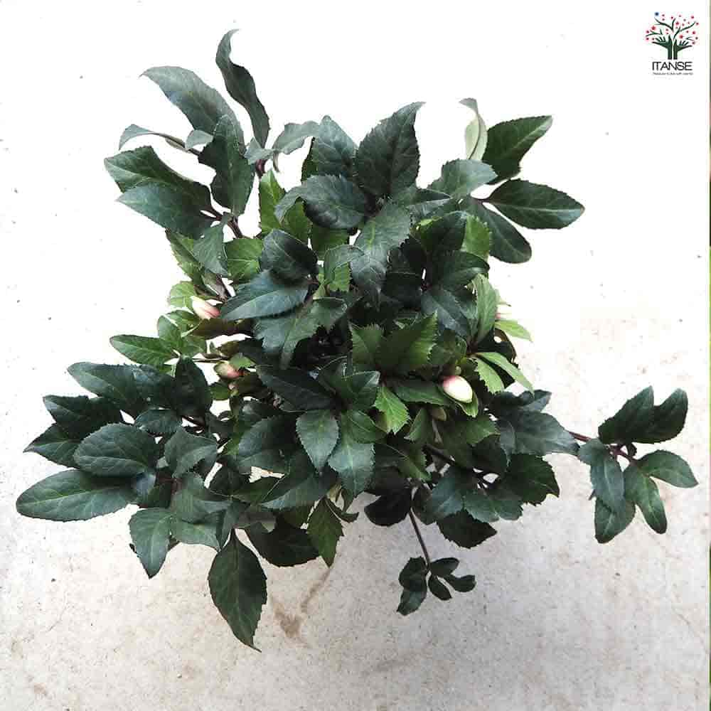 クリスマスローズ HGCシューティングスター 【花苗 6号鉢／1個売り】｜ 【植物のITANSE】全品送料無料・即出荷!