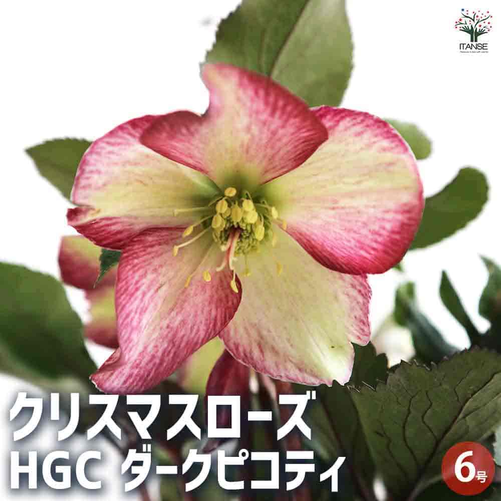 クリスマスローズ 氷の薔薇ダークピコティ 【花苗 6号鉢／1個売り】｜ 【植物のITANSE】全品送料無料・即出荷!