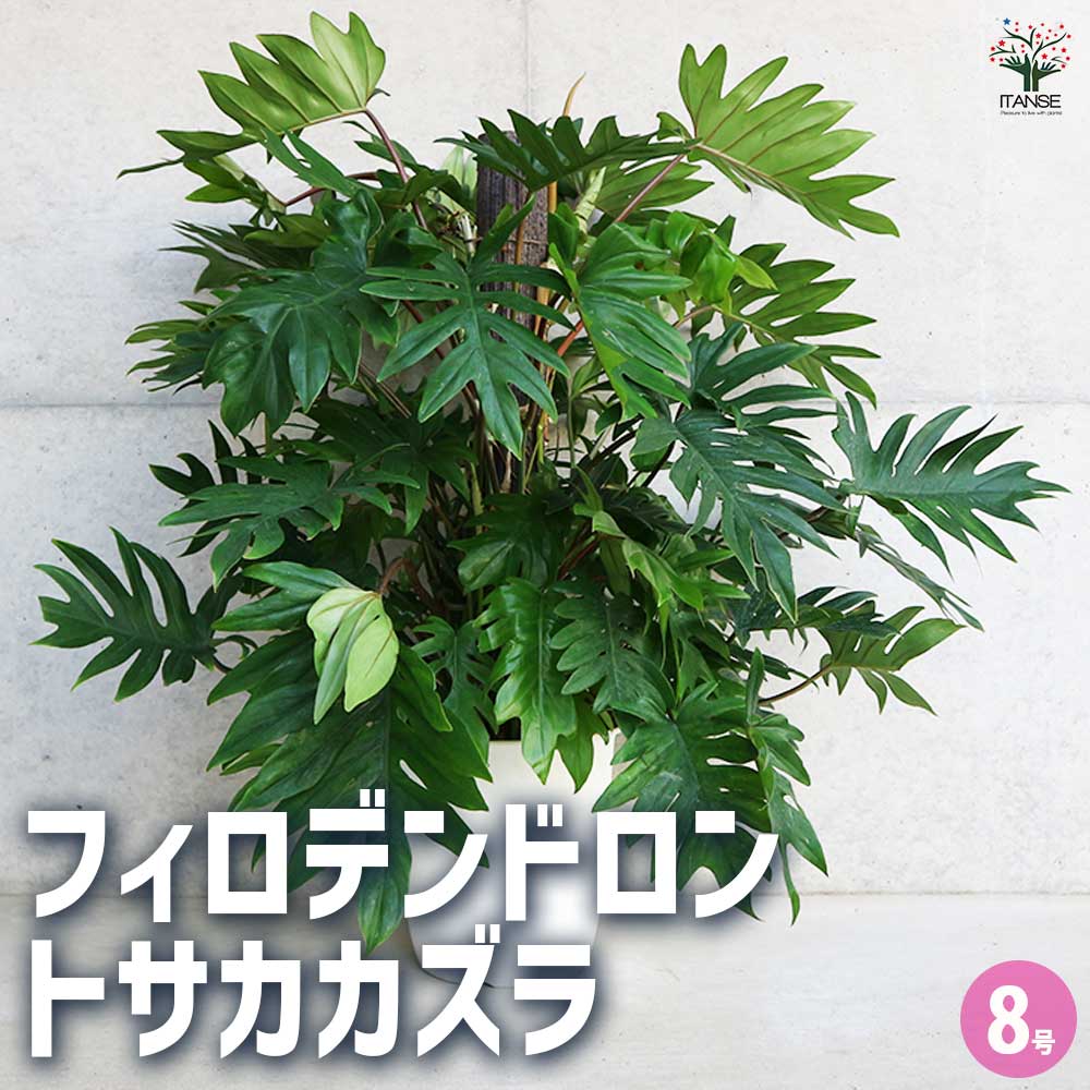 フィロデンドロン トサカカズラ 【観葉植物 8号／1個売り】｜ 【植物のITANSE】全品送料無料・即出荷!