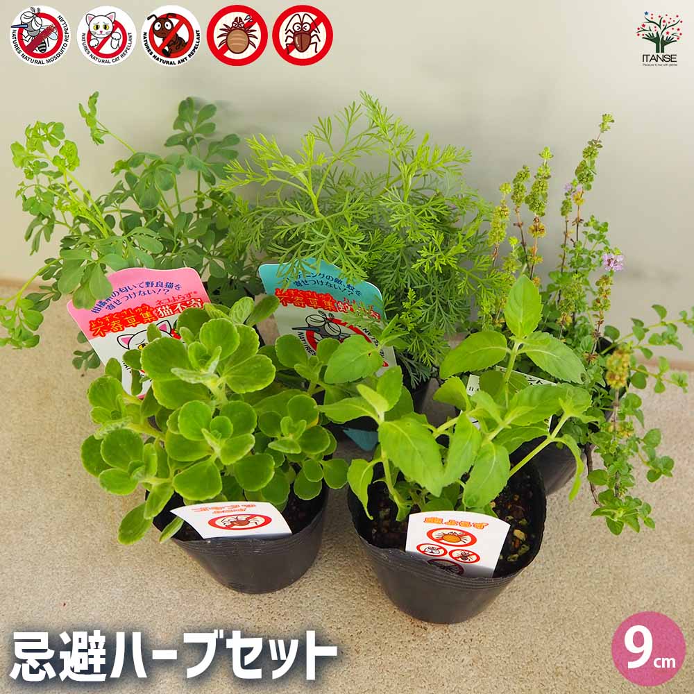 蚊・ネコ・アリ・虫・ゴキブリよらず 【ハーブの苗 9cm】｜ 【植物のITANSE】全品送料無料・即出荷!