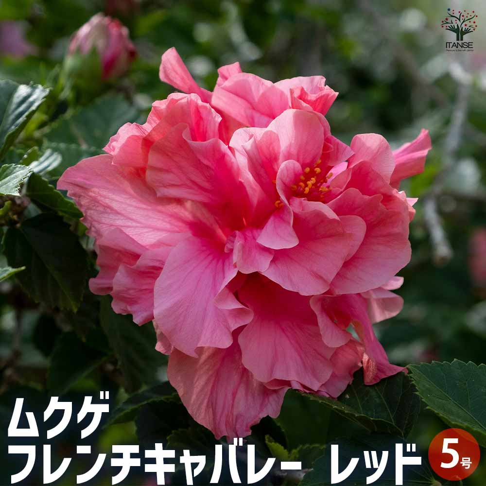 ムクゲ フレンチキャバレーレッド 【花木苗 5号】｜ 【植物のITANSE】全品送料無料・即出荷!