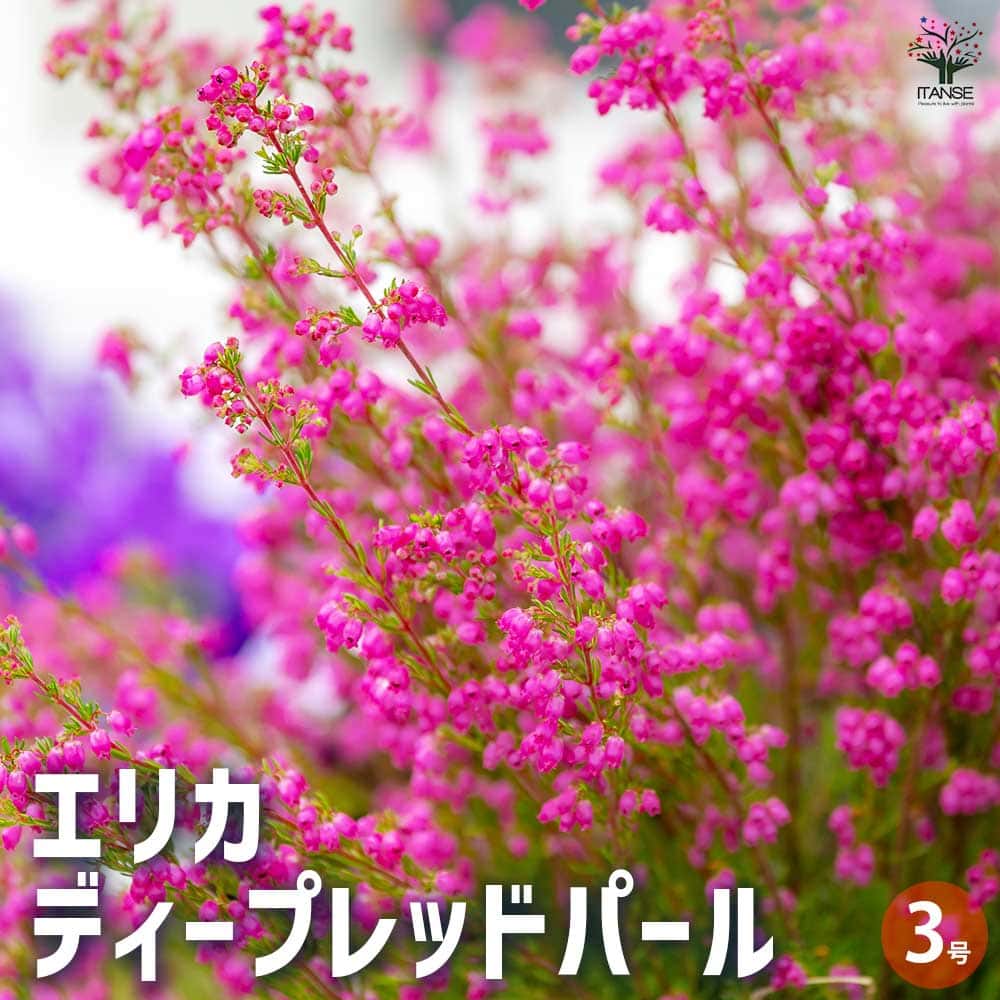エリカ ディープレッドパール 【花木苗 3号】｜ 【植物のITANSE】全品送料無料・即出荷!