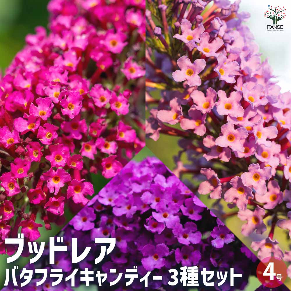 ブッドレア バタフライキャンディー 3種各1個セット／計3個 【花木苗 4号／1個売り】｜ 【植物のITANSE】全品送料無料・即出荷!