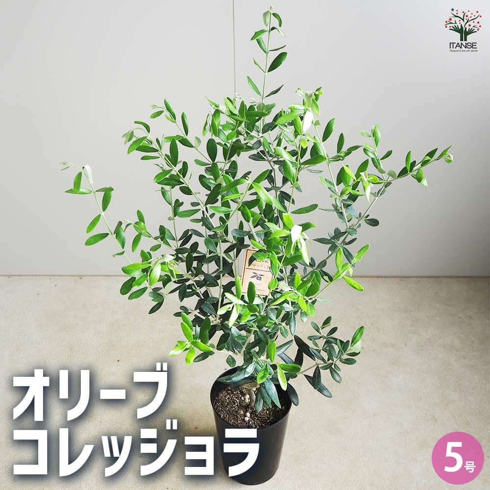 オリーブ コレッジョラ 【果樹の苗木 5号／1個売り】｜ 【植物のITANSE】全品送料無料・即出荷!