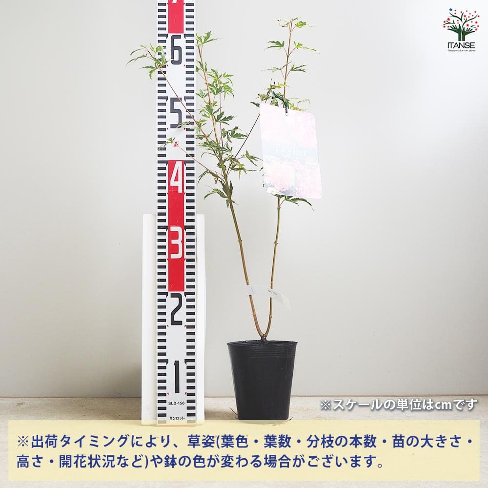 モミジ テイラー 【花木苗 3.5号／1個売り】｜ 【植物のITANSE】全品送料無料・即出荷!