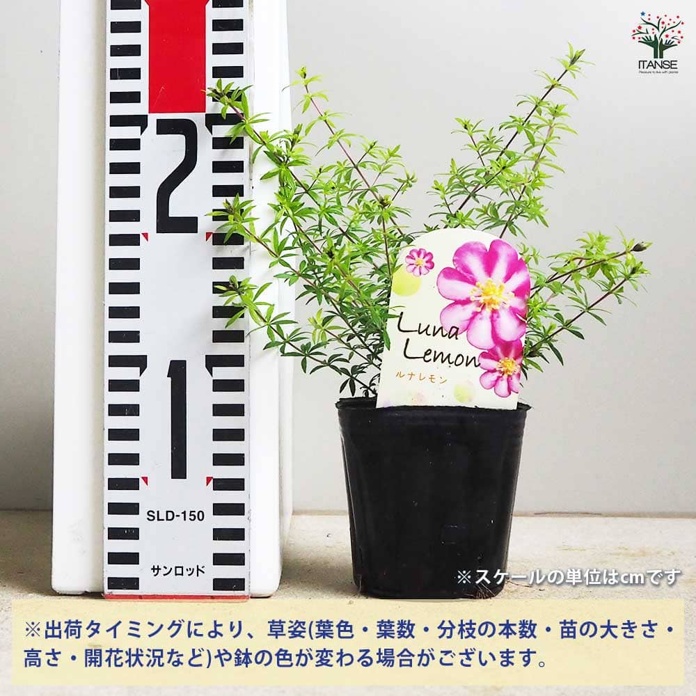 愛のかんざし ルナレモン2個～ 【花木苗 3号】｜ 【植物のITANSE】全品送料無料・即出荷!