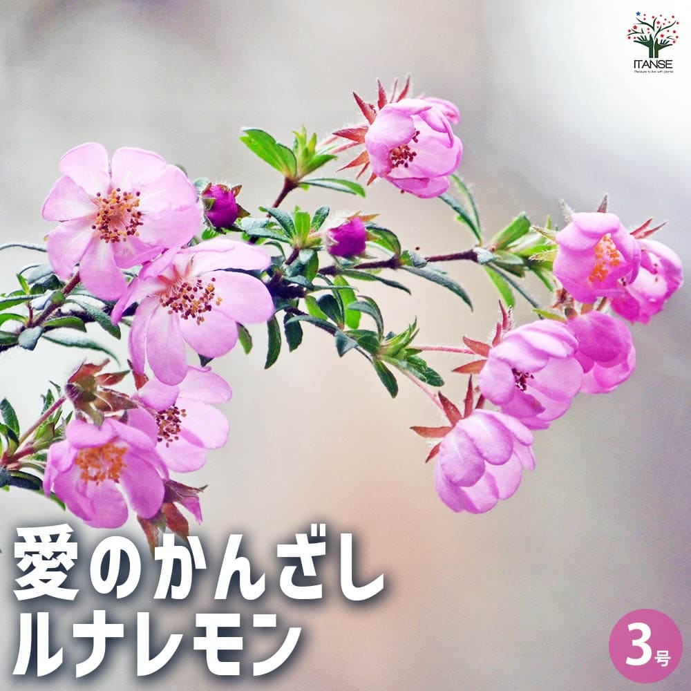 愛のかんざし ルナレモン2個～ 【花木苗 3号】｜ 【植物のITANSE】全品送料無料・即出荷!