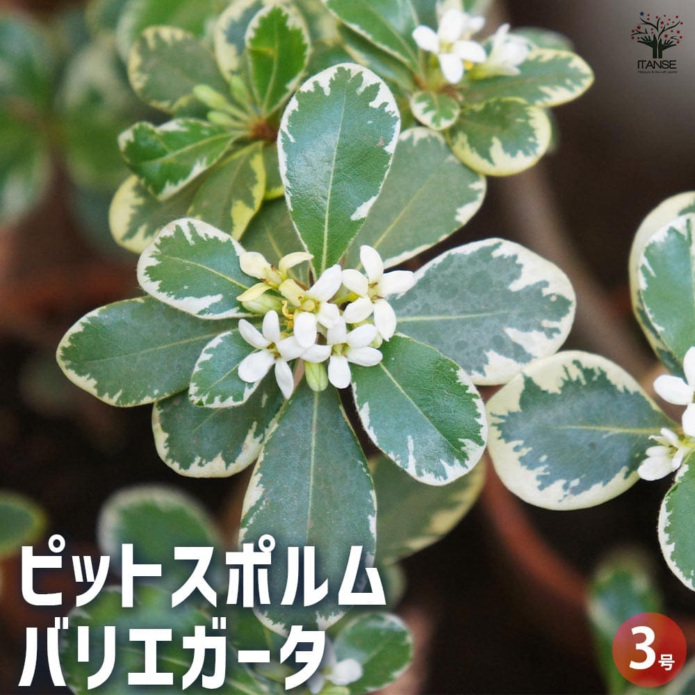 ピットスポルム バリエガータ 【花木苗 3号】｜ 【植物のITANSE】全品送料無料・即出荷!