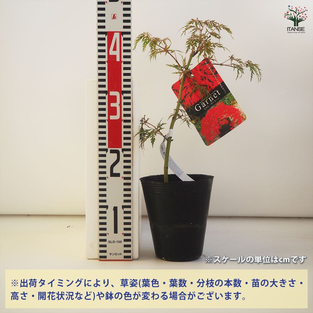 モミジ ガーネット 【花木苗 3.5号／1個売り】｜ 【植物のITANSE】全品送料無料・即出荷!