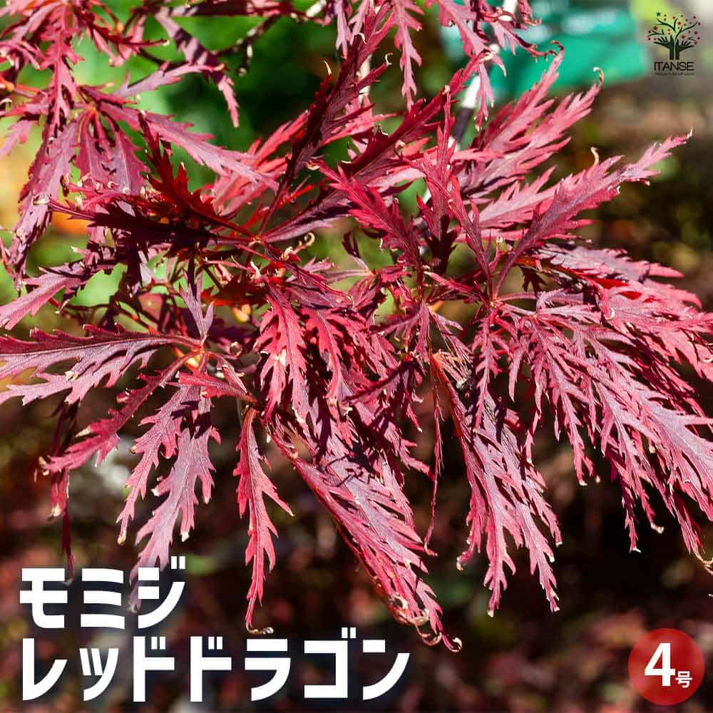 モミジ レッドドラゴン 【花木苗 4号／1個売り】｜ 【植物のITANSE】全品送料無料・即出荷!