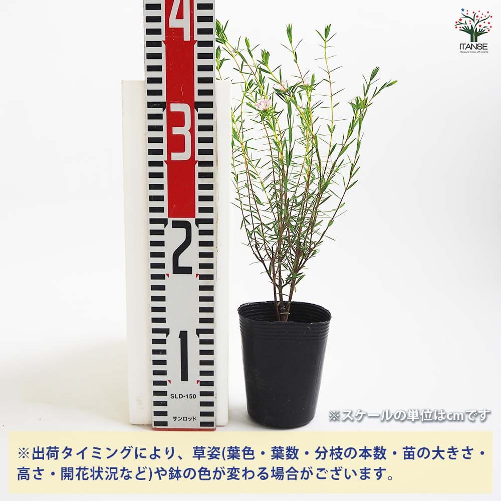 ピメレア フォーシーズン 【花木苗 3号】｜ 【植物のITANSE】全品送料無料・即出荷!