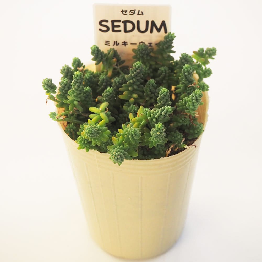 セダム ミルキーウェイ 【多肉植物 2.5号／1個～】｜ 【植物のITANSE】全品送料無料・即出荷!