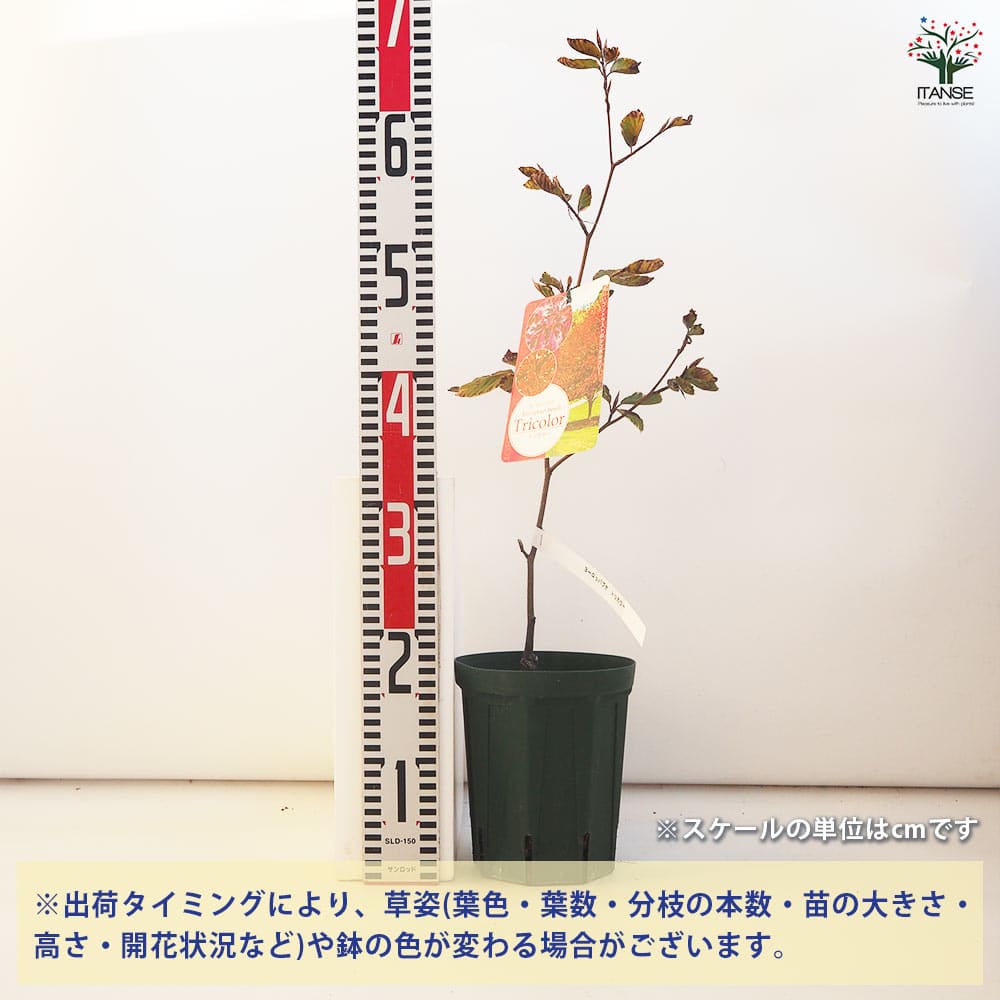 ヨーロッパブナ トリカラー 【庭木 4号／1個売り】｜ 【植物のITANSE】全品送料無料・即出荷!