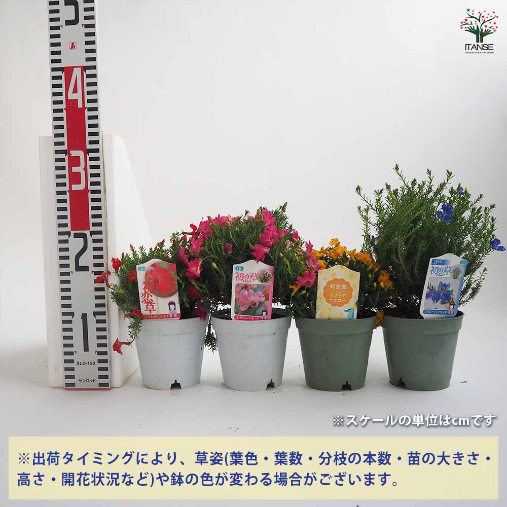 初恋草 色・品種見計いミックス 【花木苗 3.5号】｜ 【植物のITANSE】全品送料無料・即出荷!