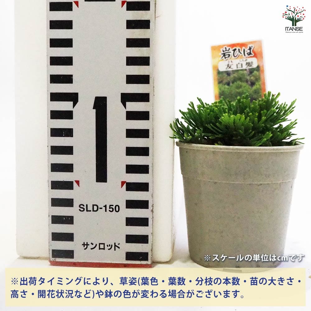 観葉植物 イワヒバ 友白髪 【観葉植物 2.5号／1個売り】｜ 【植物のITANSE】全品送料無料・即出荷!