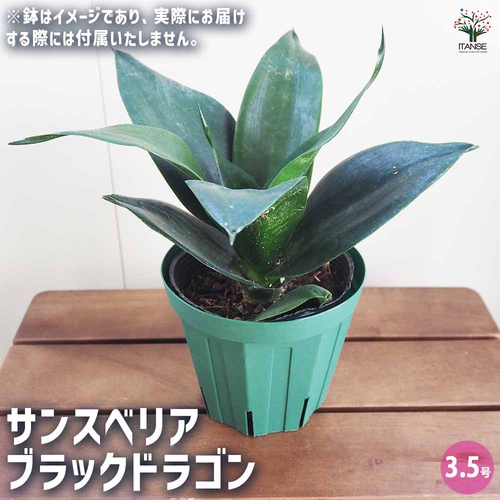 サンスベリア ブラックドラゴン 【観葉植物 3.5号】｜ 【植物のITANSE】全品送料無料・即出荷!
