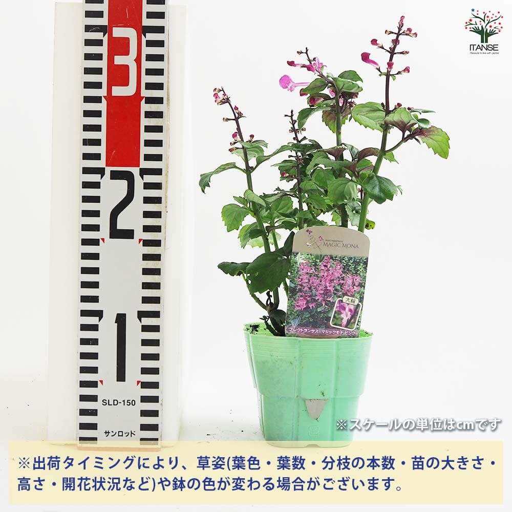 プレクトランサス マジックモナピンク 【花苗 3.5号】｜ 【植物のITANSE】全品送料無料・即出荷!