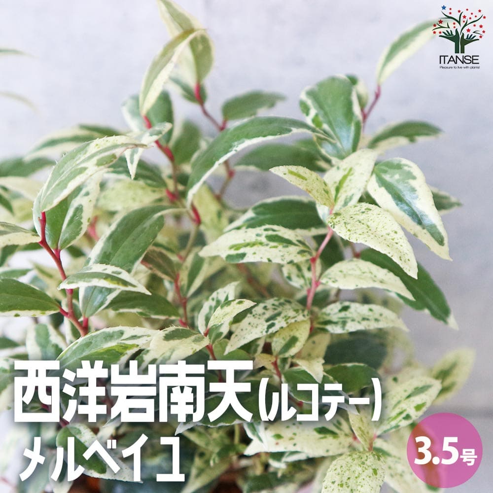 西洋岩南天 メルベイユ 【花木苗 3.5号ポット】｜ 【植物のITANSE】全品送料無料・即出荷!