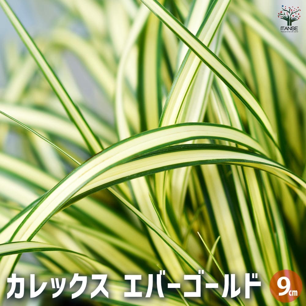 カレックス エバーゴールド2個～ 【花苗 9cmポット】｜ 【植物のITANSE】全品送料無料・即出荷!