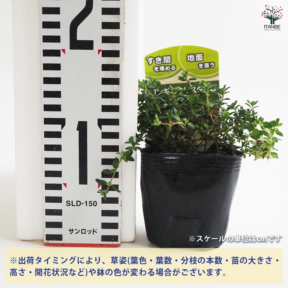 ロンギカウリスタイム2個～ 【花苗 9cmポット】｜ 【植物のITANSE】全品送料無料・即出荷!