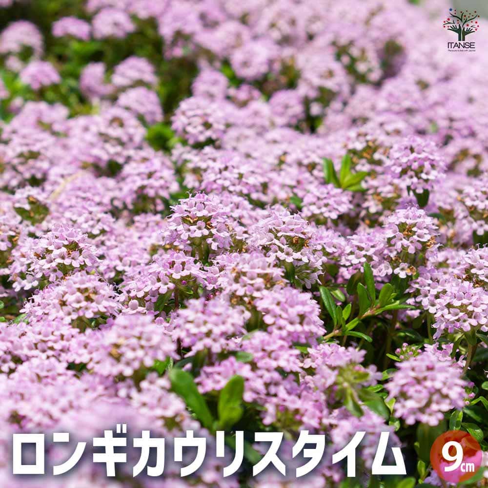 ロンギカウリスタイム2個～ 【花苗 9cmポット】｜ 【植物のITANSE】全品送料無料・即出荷!