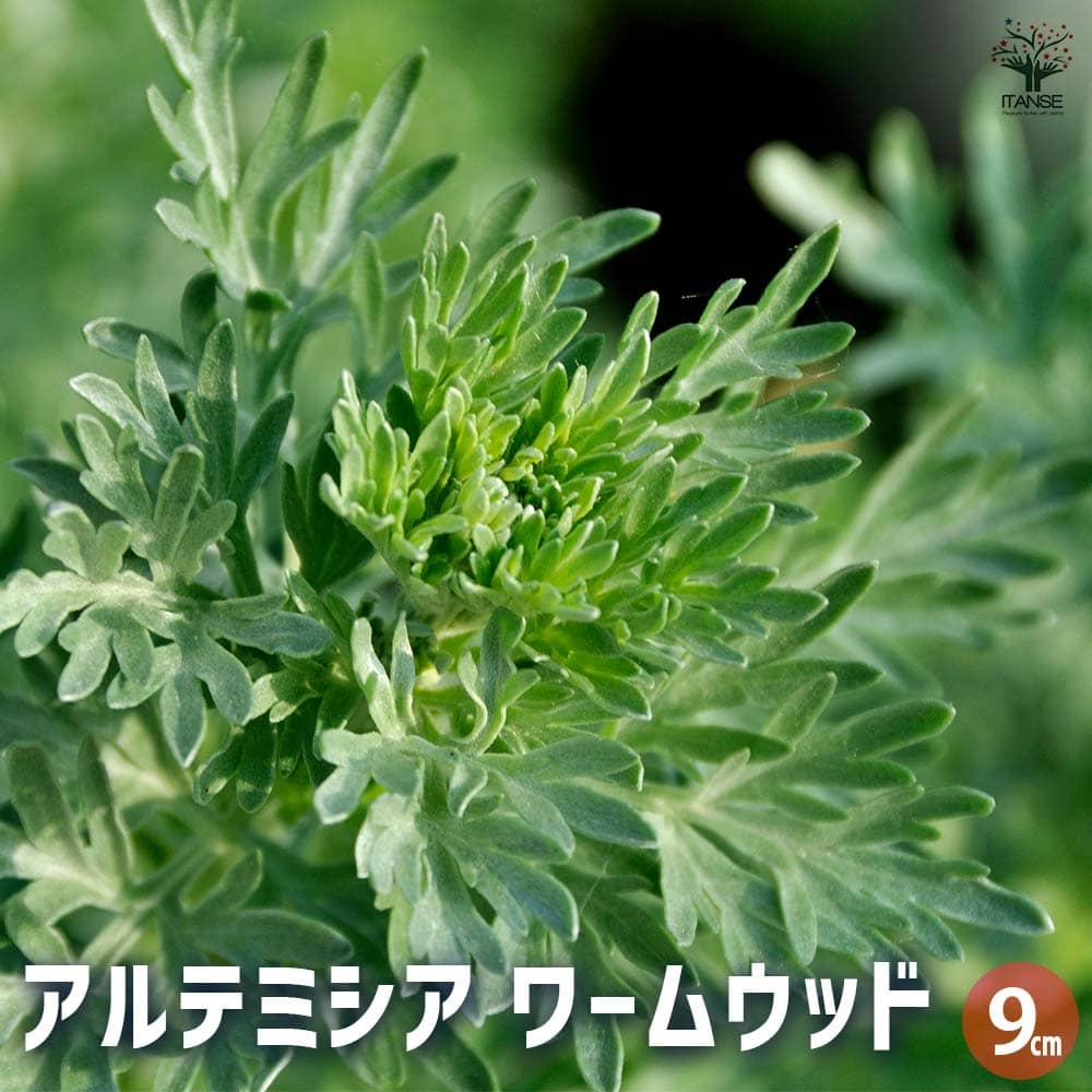 アルテミシア ワームウッド 【ハーブの苗 9cmポット】｜ 【植物のITANSE】全品送料無料・即出荷!