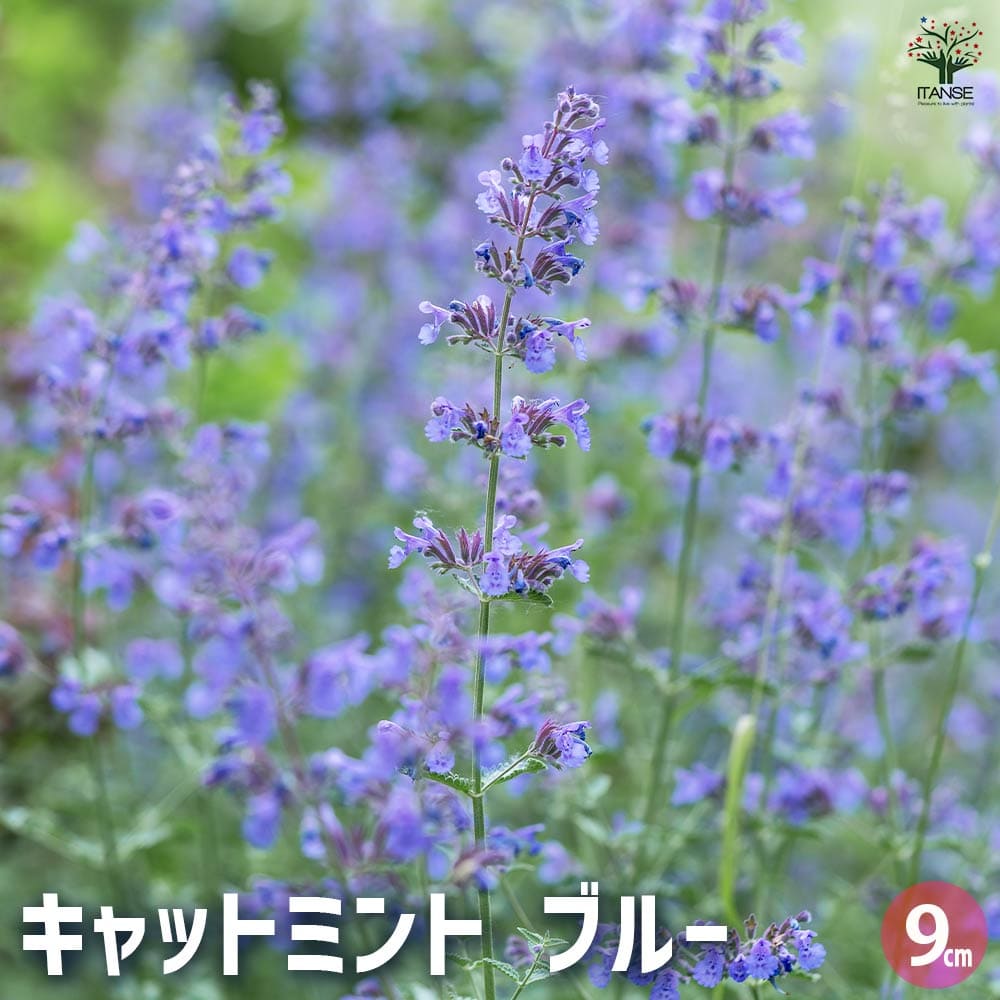 キャットミント ブルー 【ハーブの苗 9cmポット】｜ 【植物のITANSE】全品送料無料・即出荷!