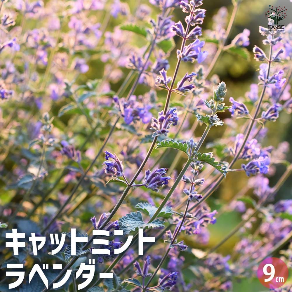 キャットミント ラベンダー 【ハーブの苗 9cmポット】｜ 【植物のITANSE】全品送料無料・即出荷!
