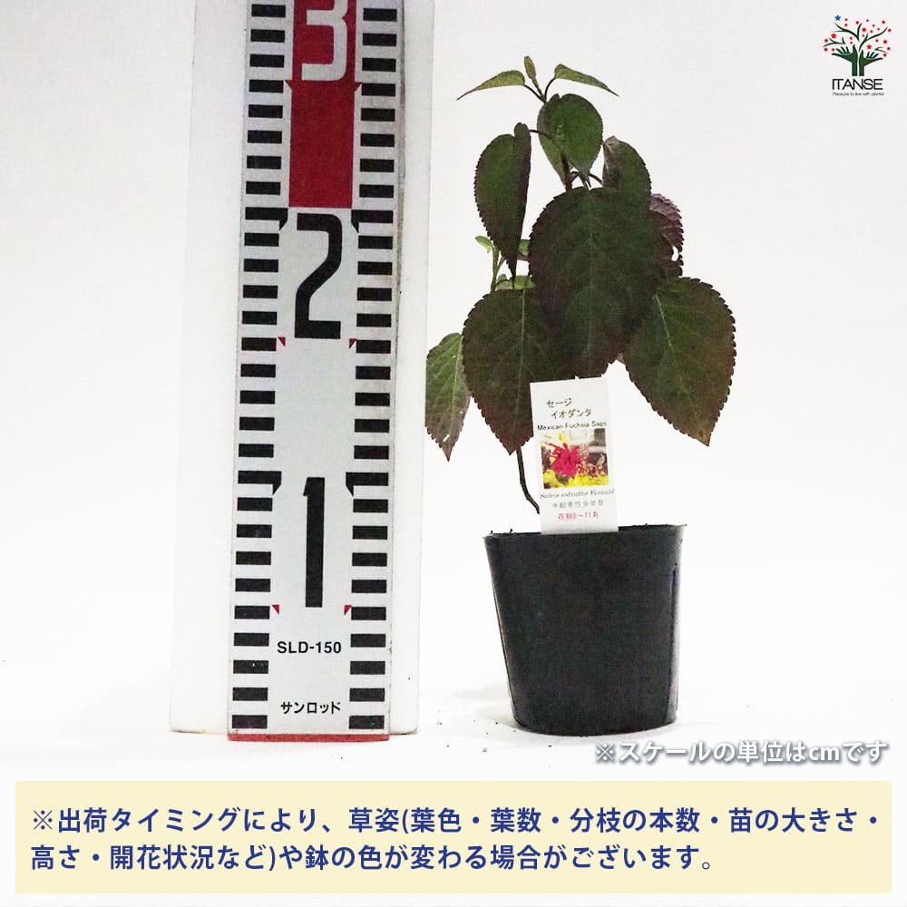 セージ イオダンタ 【ハーブの苗 9cmポット】｜ 【植物のITANSE】全品送料無料・即出荷!