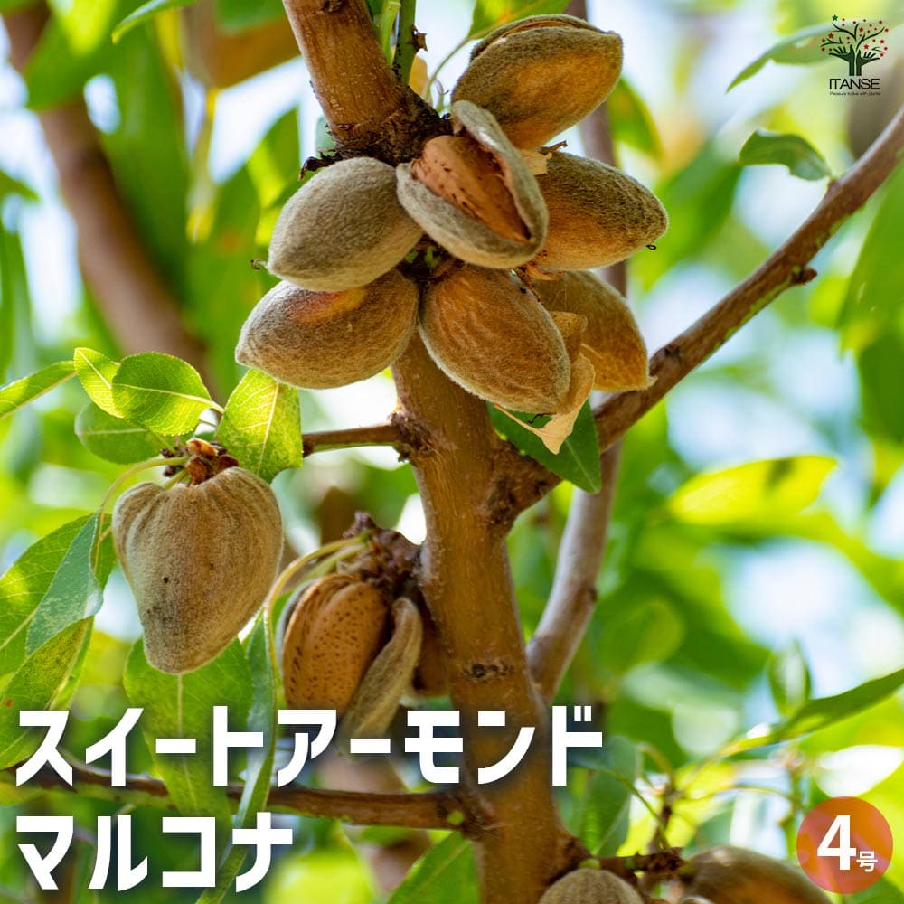 スイートアーモンド マルコナ 【果樹の苗木 4号ポット／1個売り】｜ 【植物のITANSE】全品送料無料・即出荷!