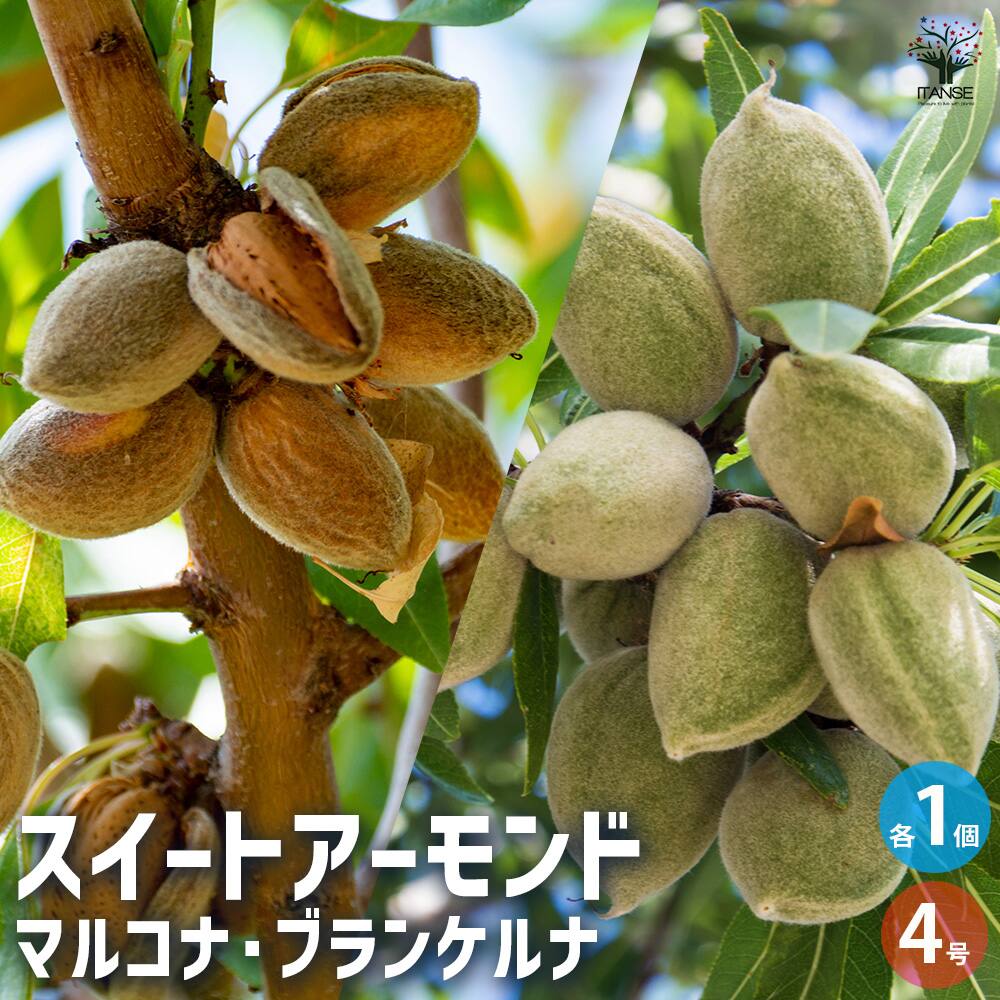 スイートアーモンド 2種セット(マルコナ・ブランケルナ(雄)) 【果樹の苗木 4号／1個売り】｜ 【植物のITANSE】全品送料無料・即出荷!