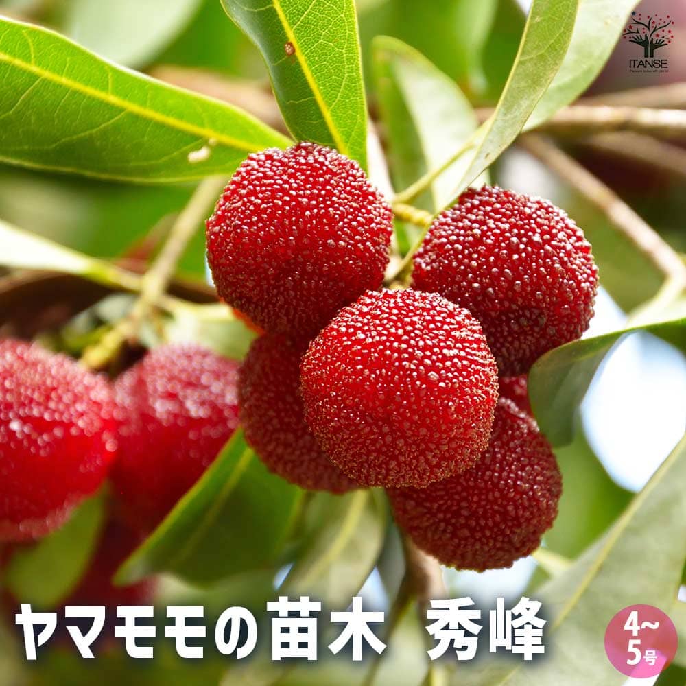 山もも 【果樹の苗木 4～5号ポット／1個売り】｜ 【植物のITANSE】全品送料無料・即出荷!