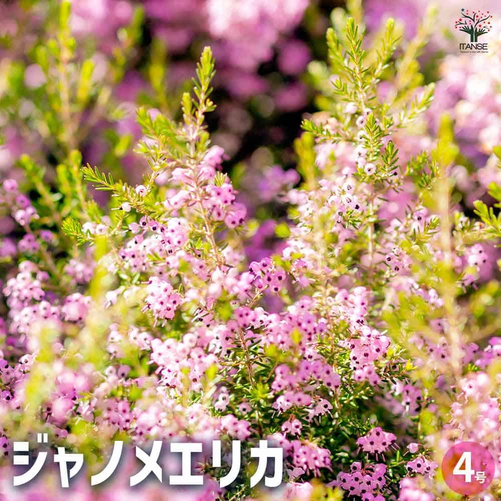 エリカ ジャノメエリカ 【花木苗 4号ポット】｜ 【植物のITANSE】全品送料無料・即出荷!