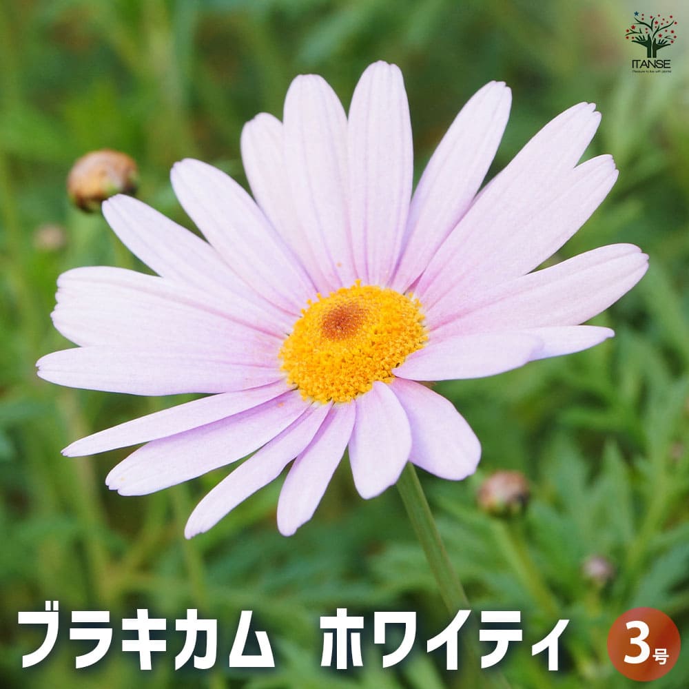 ブラキカム ホワイティ 【花苗 3号ポット】｜ 【植物のITANSE】全品送料無料・即出荷!