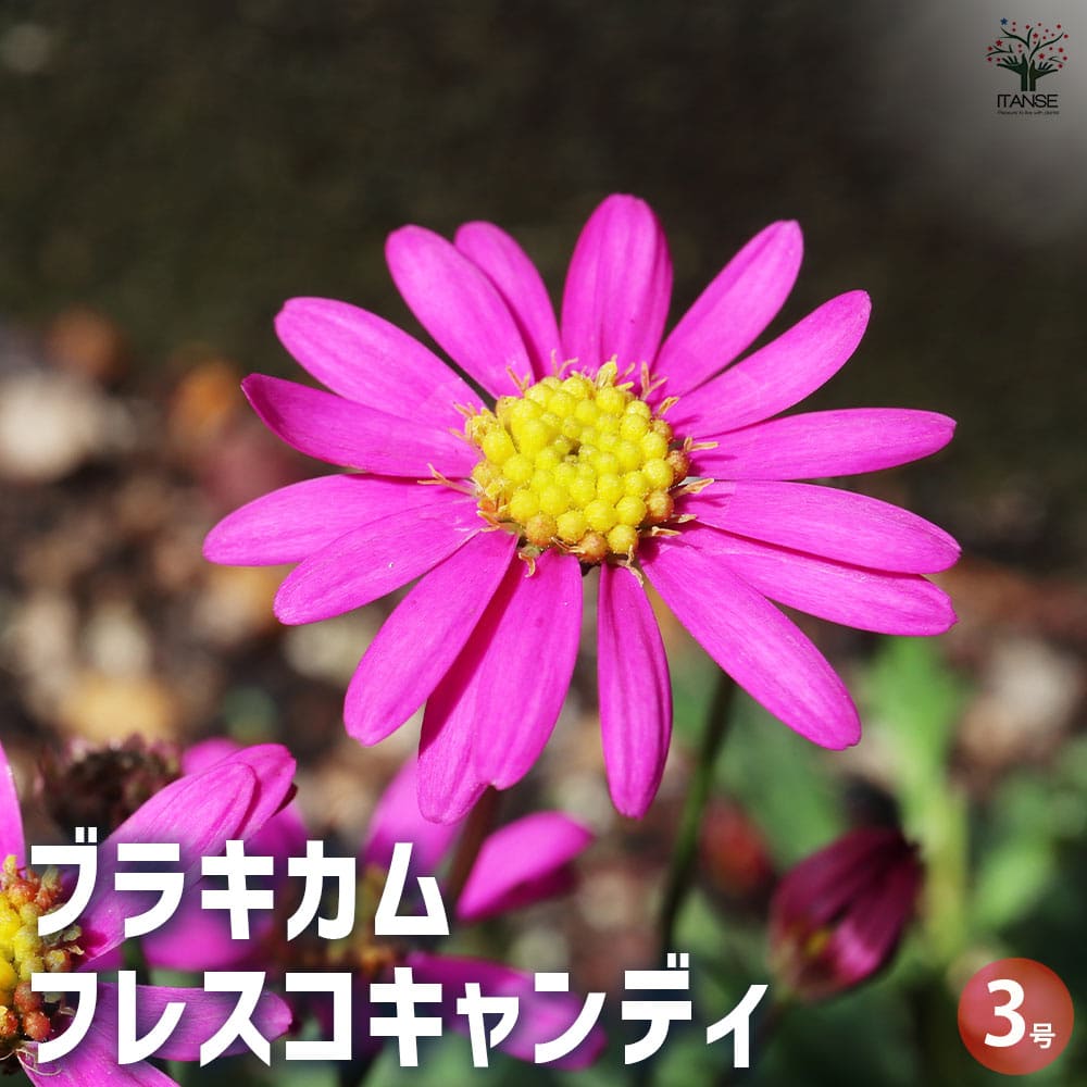 ブラキカム フレスコキャンディ 【花苗 3号ポット】｜ 【植物のITANSE】全品送料無料・即出荷!