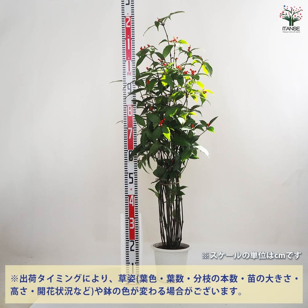 千両 赤実 【花木苗 6号鉢／1個売り】｜ 【植物のITANSE】全品送料無料・即出荷!