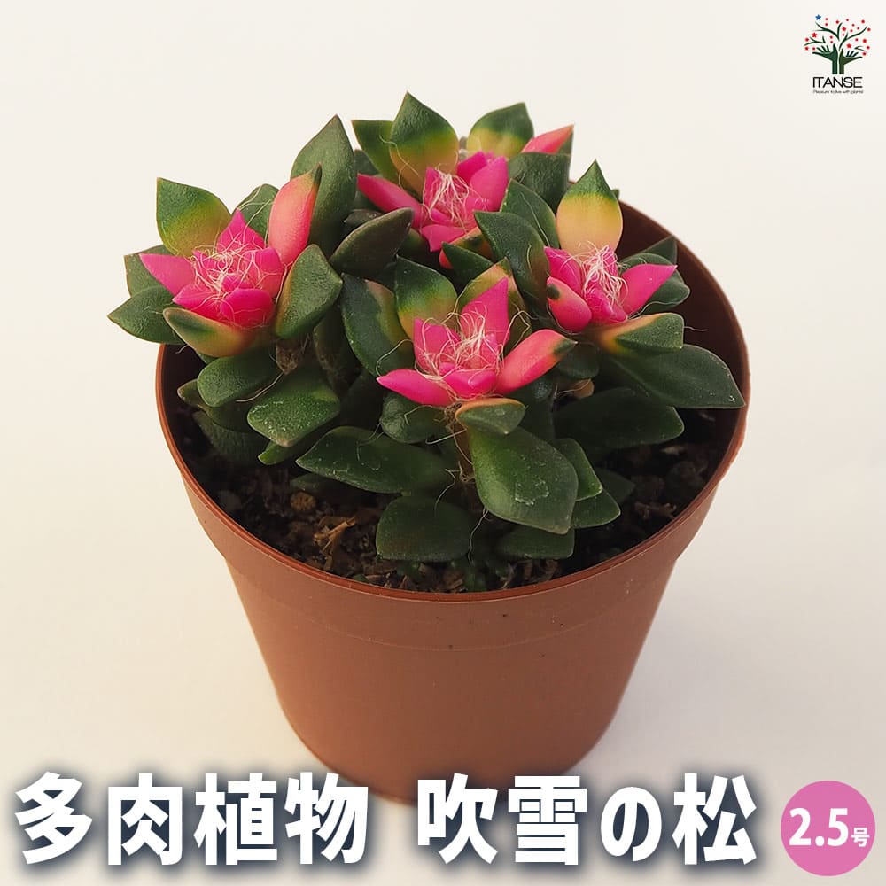 多肉植物 吹雪の松 【多肉植物 2.5号ポット】｜ 【植物のITANSE】全品送料無料・即出荷!