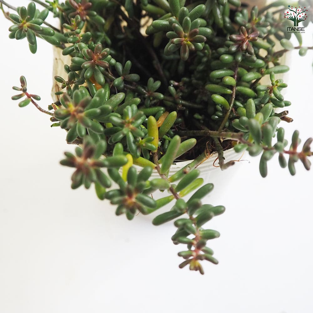 セダム コーラルカーペット 【多肉植物 2.5号ポット】｜ 【植物のITANSE】全品送料無料・即出荷!