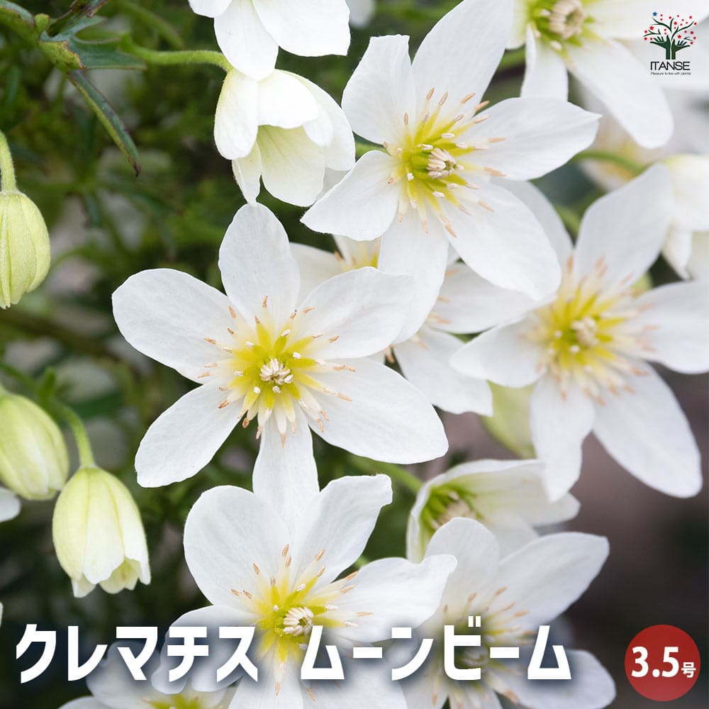 クレマチス ムーンビーム 【花木苗 3.5号】｜ 【植物のITANSE】全品送料無料・即出荷!