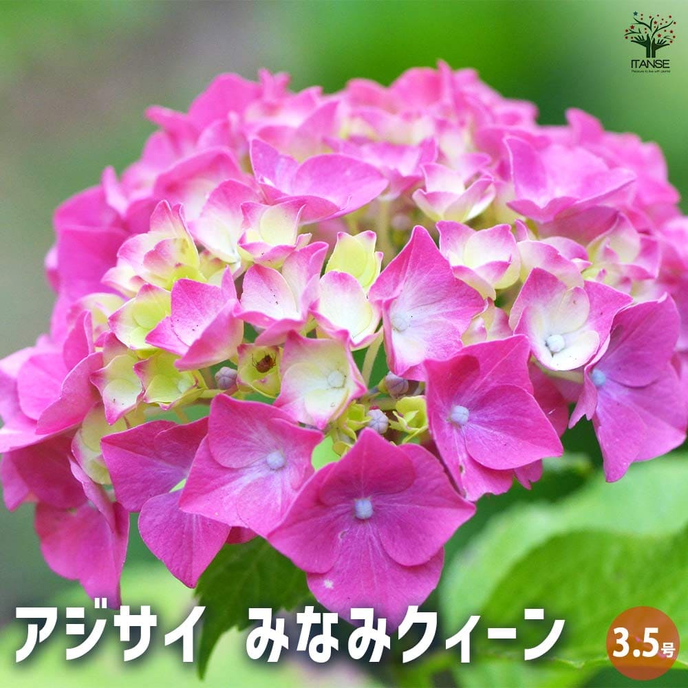 アジサイ みなみクィーン 【花木苗 3.5号】｜ 【植物のITANSE】全品送料無料・即出荷!