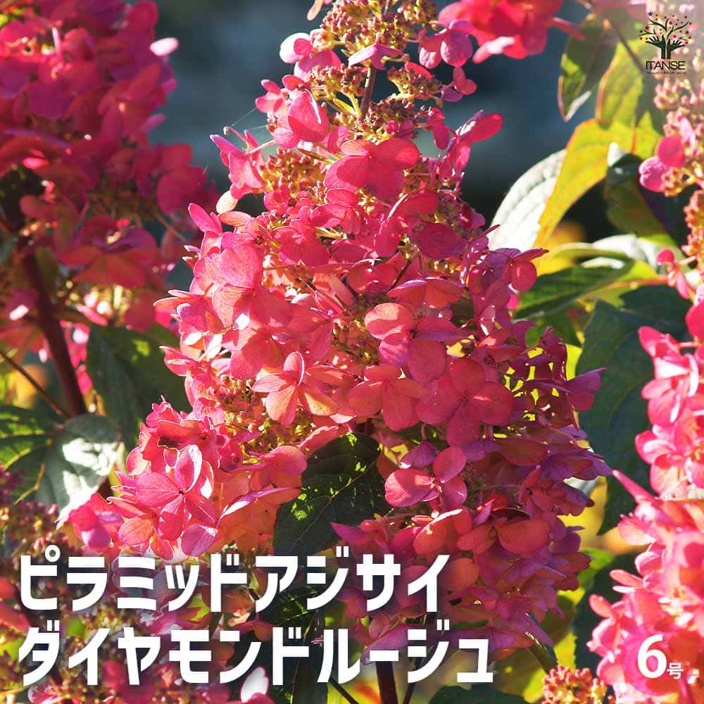 アジサイ ピラミッドアジサイ ダイアモンドルージュ 【花木苗 6号／1個売り】｜ 【植物のITANSE】全品送料無料・即出荷!