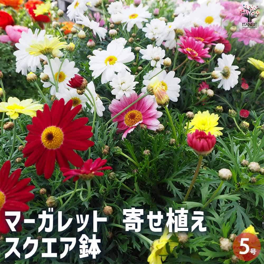 マーガレット 寄せ植え スクエア鉢 【花苗 5号／1個売り】｜ 【植物のITANSE】全品送料無料・即出荷!