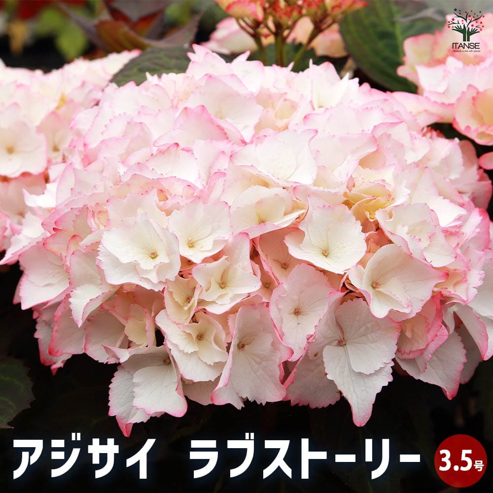 アジサイ ラブストーリー 【花木苗 3.5号】｜ 【植物のITANSE】全品送料無料・即出荷!