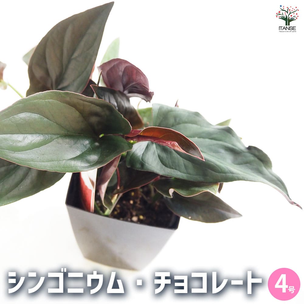 観葉植物 シンゴニウム チョコレート 【観葉植物 4号】｜ 【植物のITANSE】全品送料無料・即出荷!