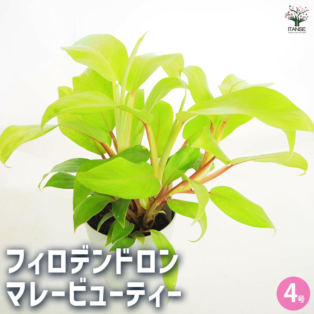 観葉植物 フィロデンドロン マレービューティー 【観葉植物 4号】｜ 【植物のITANSE】全品送料無料・即出荷!