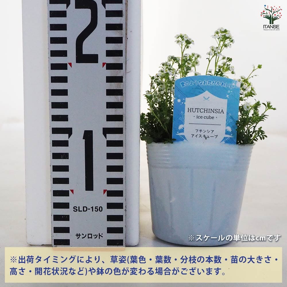 フチンシア アイスキューブ 【花苗 3.5号】｜ 【植物のITANSE】全品送料無料・即出荷!