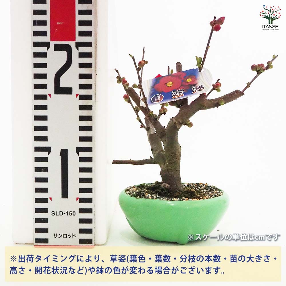 ボケ 黒潮 【花木苗 4号／1個売り】｜ 【植物のITANSE】全品送料無料・即出荷!